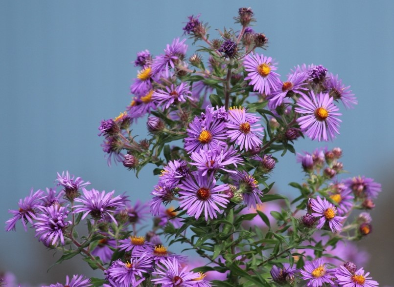 Wild Ones Oak Openings Region (NW Ohio & SE Michigan) – Native Plants ...