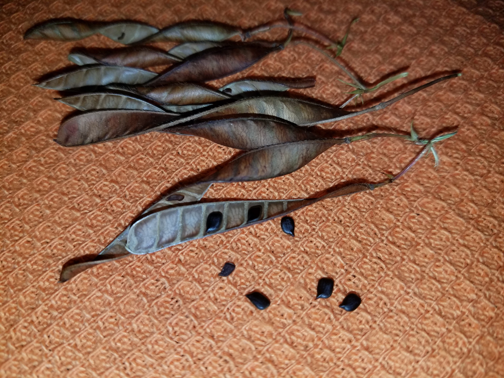 Wild Ones Oak Openings Region (NW Ohio & SE Michigan) – Native Plants ...